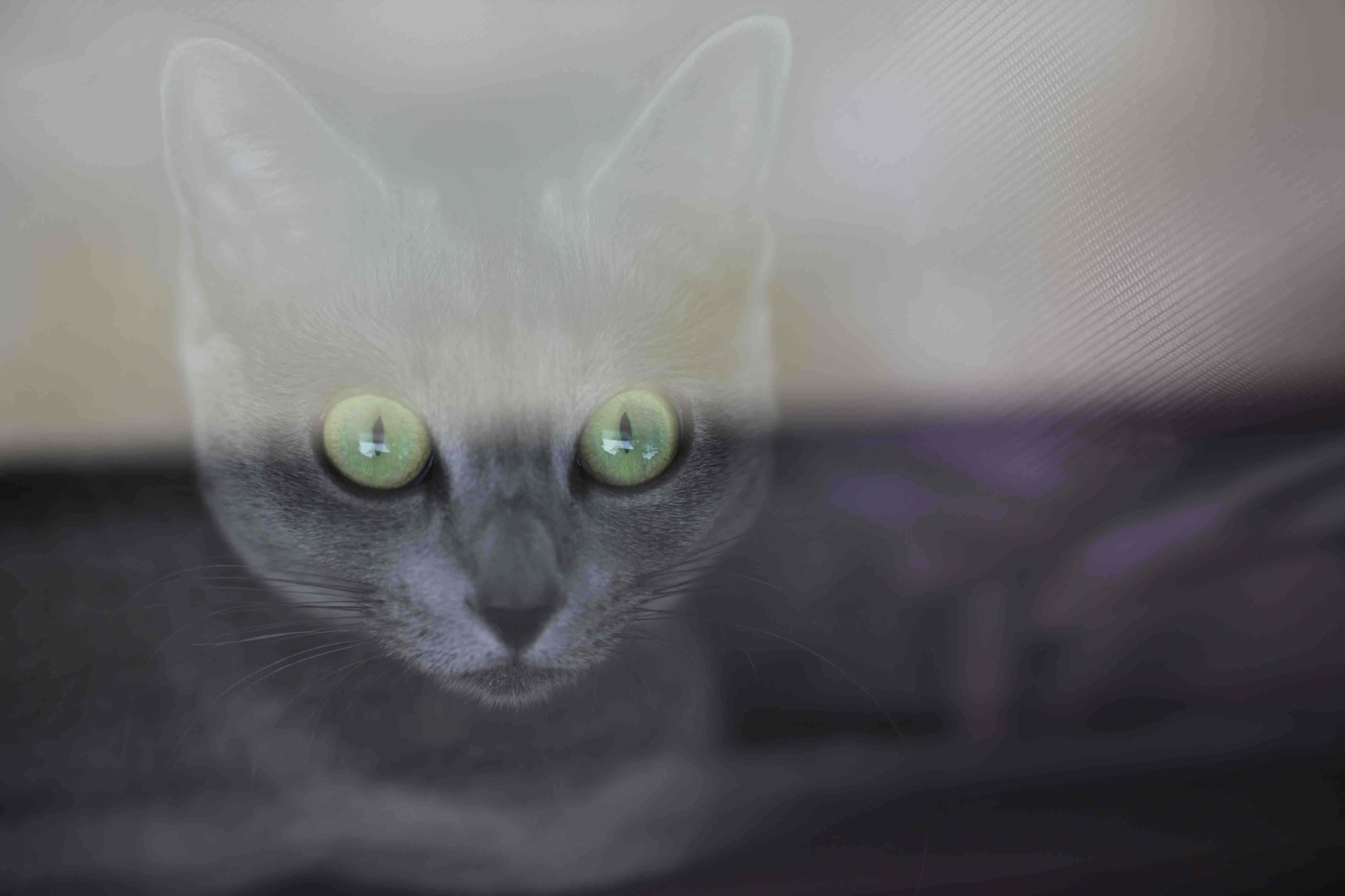 LADY NINJA GAGA……!? – HARMONIA JAM