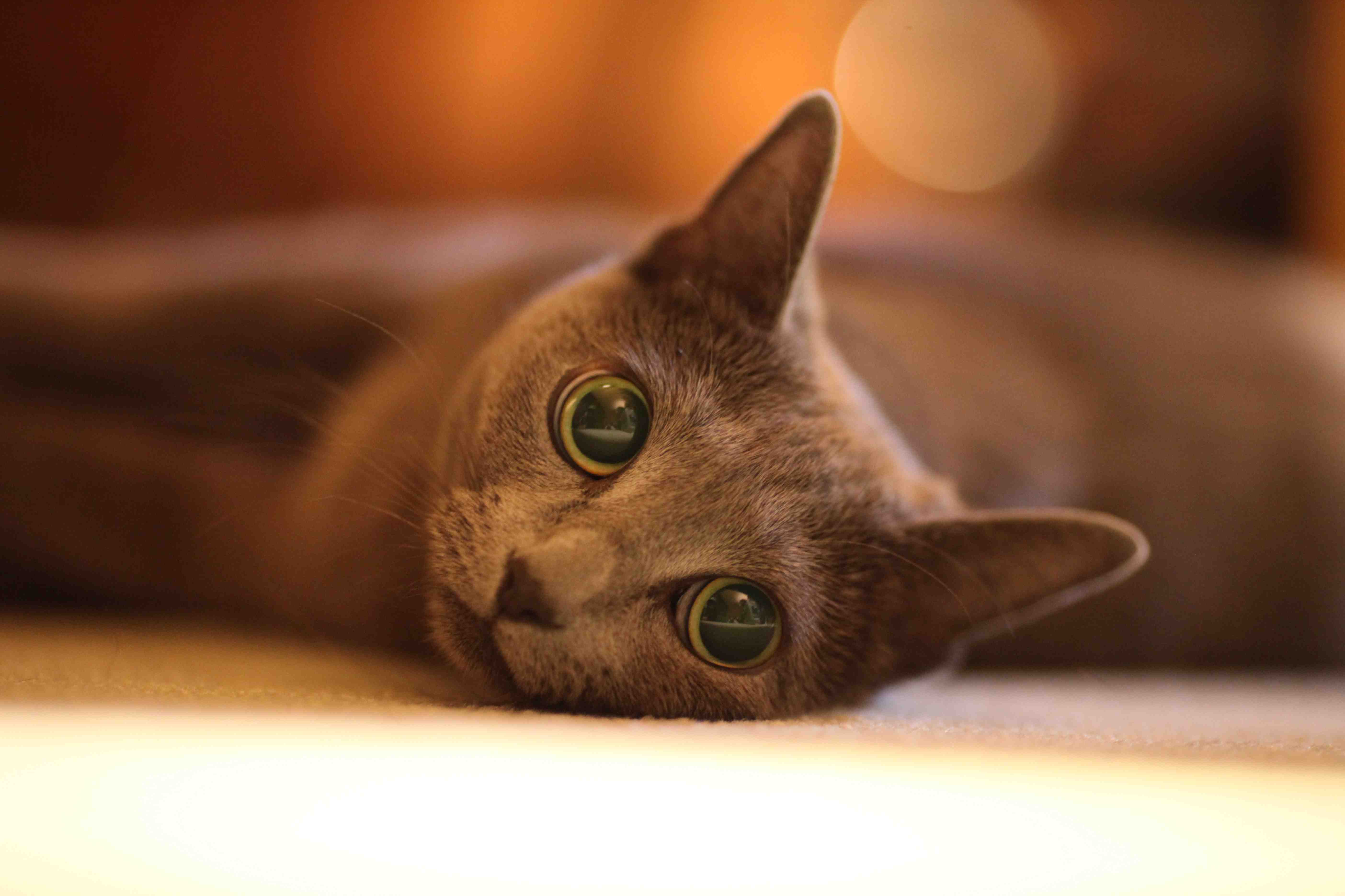 A : The First Music Score For The Film – HARMONIA JAM